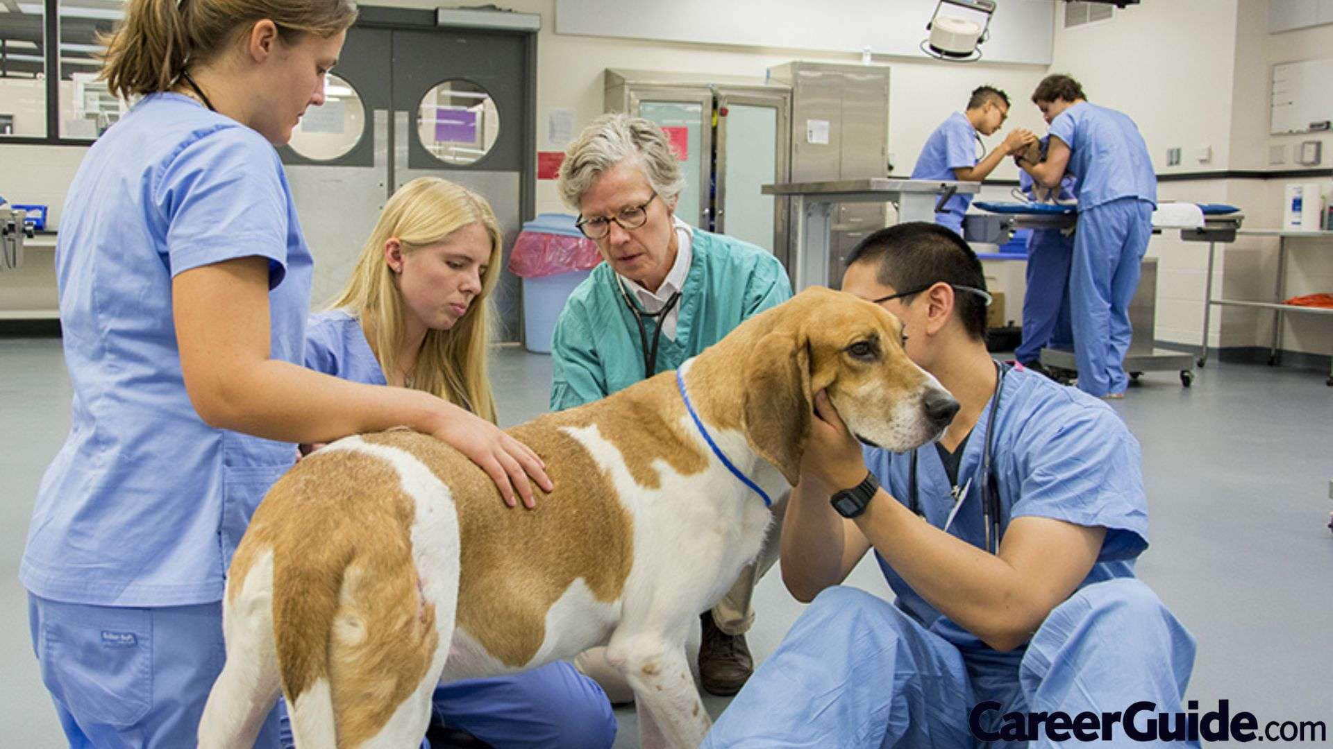 Bachelor of Veterinary Science & Animal Husbandry - CareerGuide