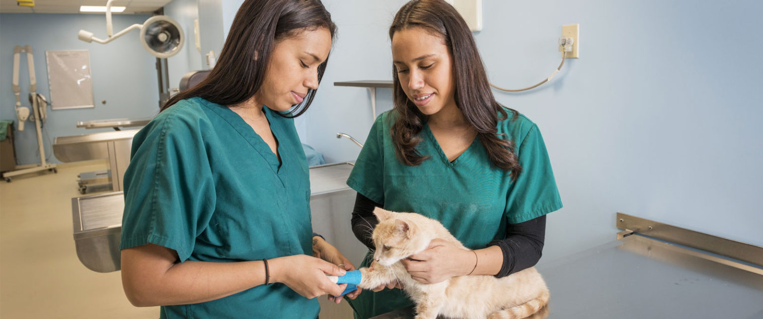 Bachelor of Veterinary Science & Animal Husbandry - Careerguide