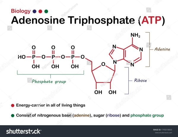 ATP full form: Structure, Functions, Biological - CareerGuide