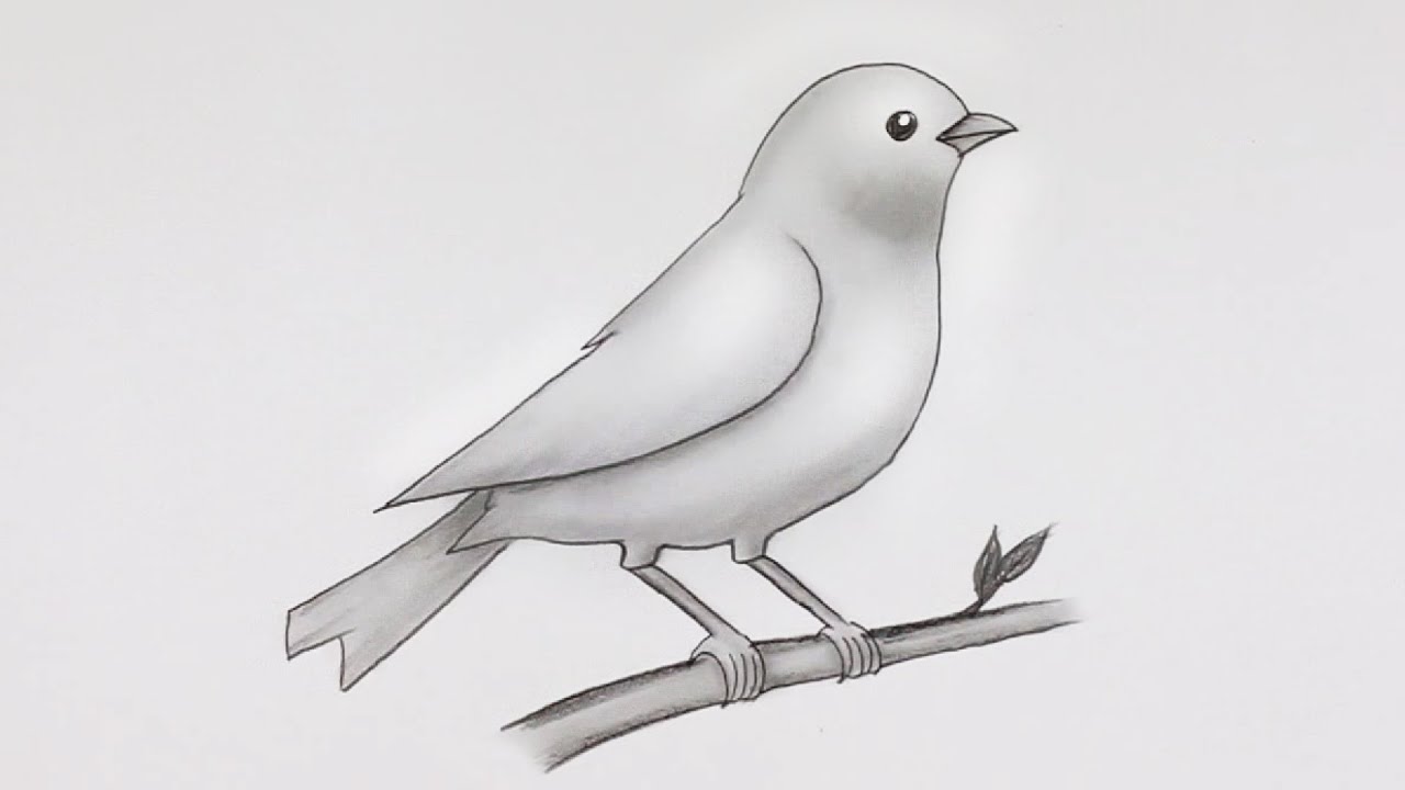 Bird Drawing : Exploring Exotic Birds in Your Art - CareerGuide