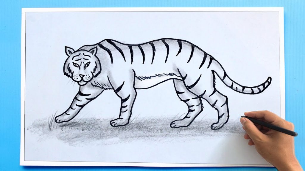 Tiger Drawing : Tiger Drawing Techniques - CareerGuide