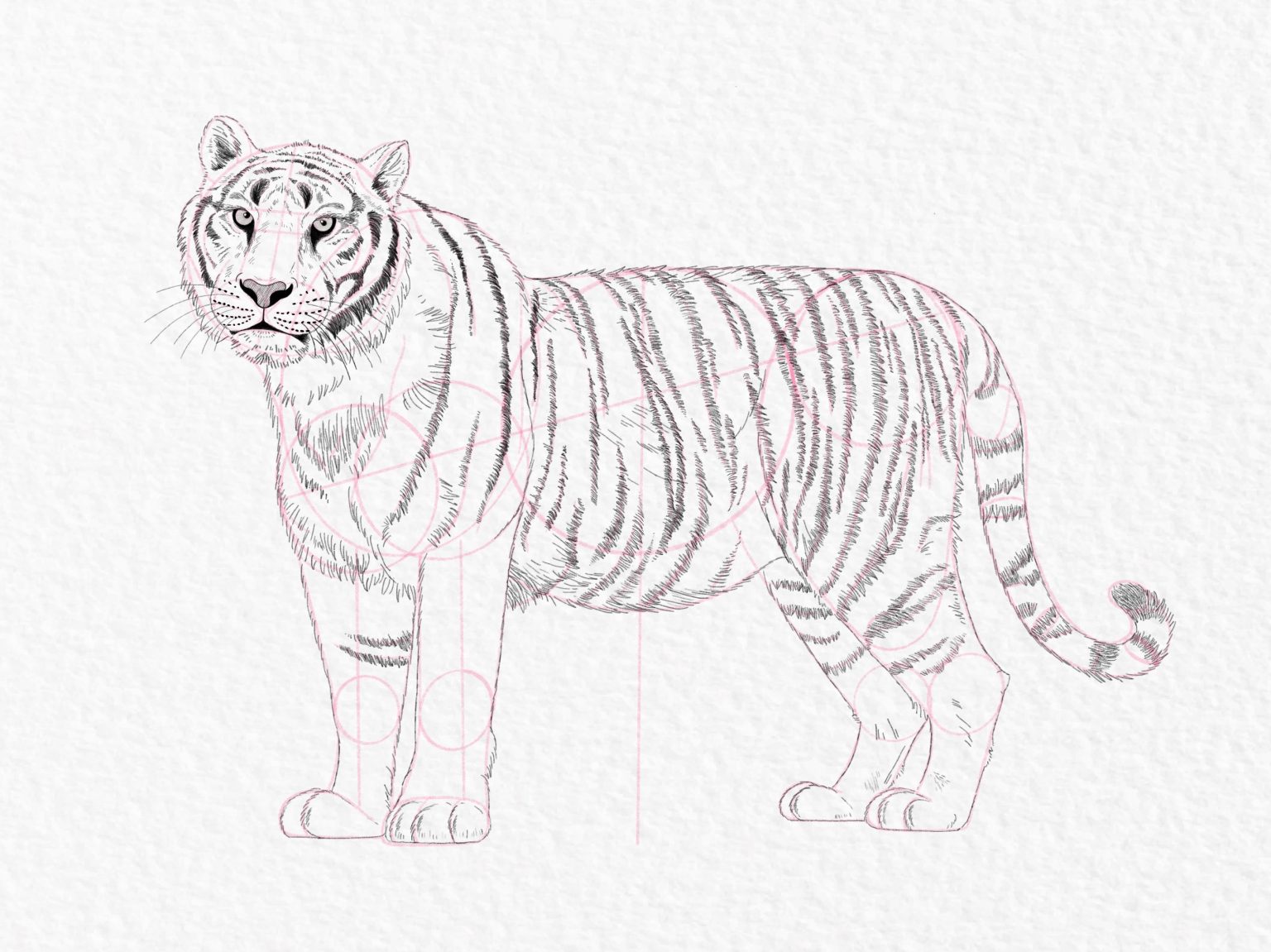 Tiger Drawing : Tiger Drawing Techniques - CareerGuide